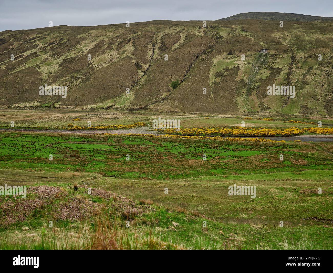 roe deer stag standing in the rough landscape of the scottish highlands ...