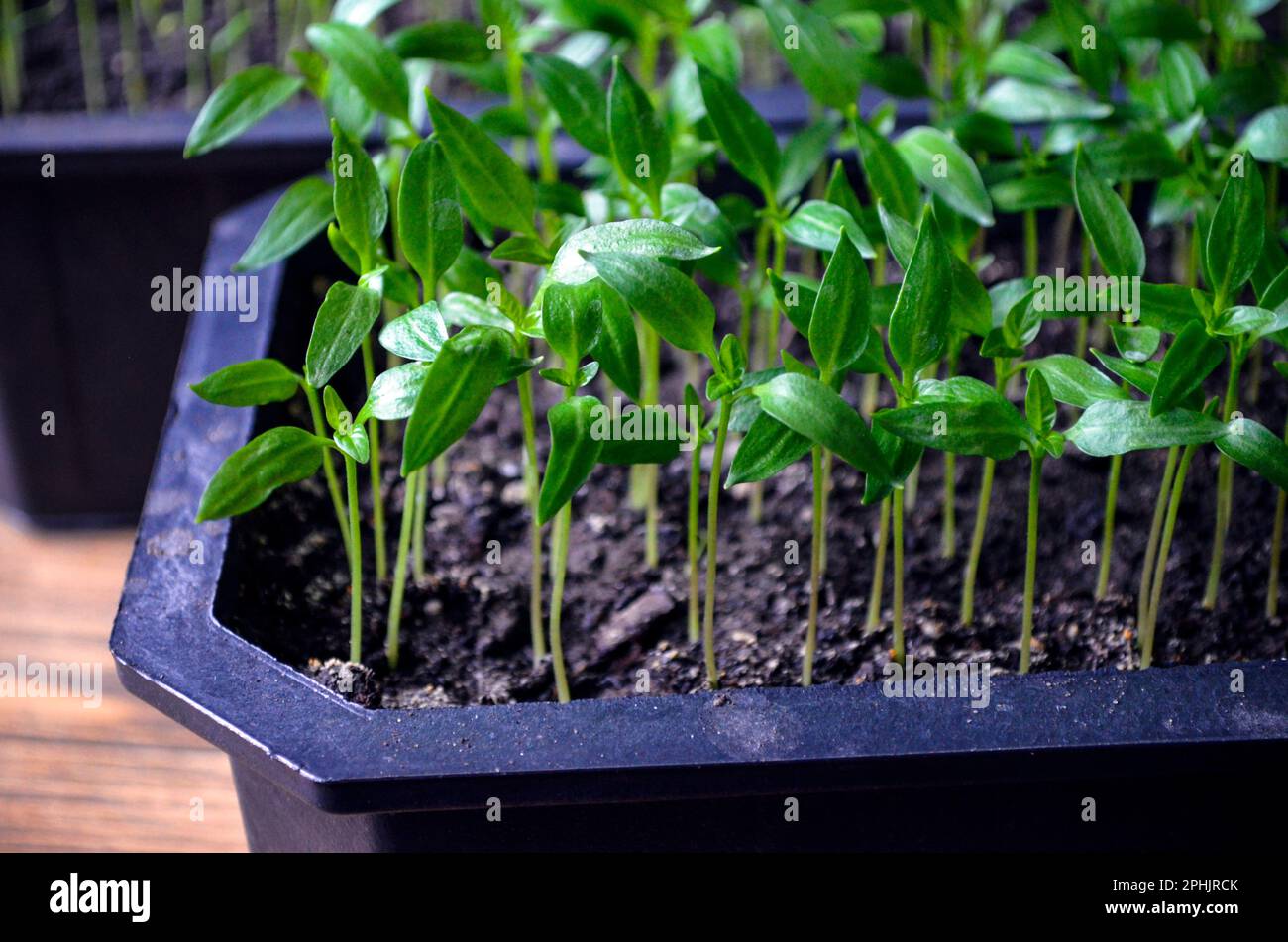 Spring planting of pepper in a pot close-up Stock Photo - Alamy