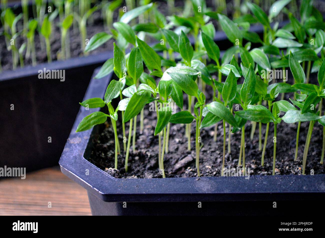 Spring pot vegetation hi-res stock photography and images - Alamy