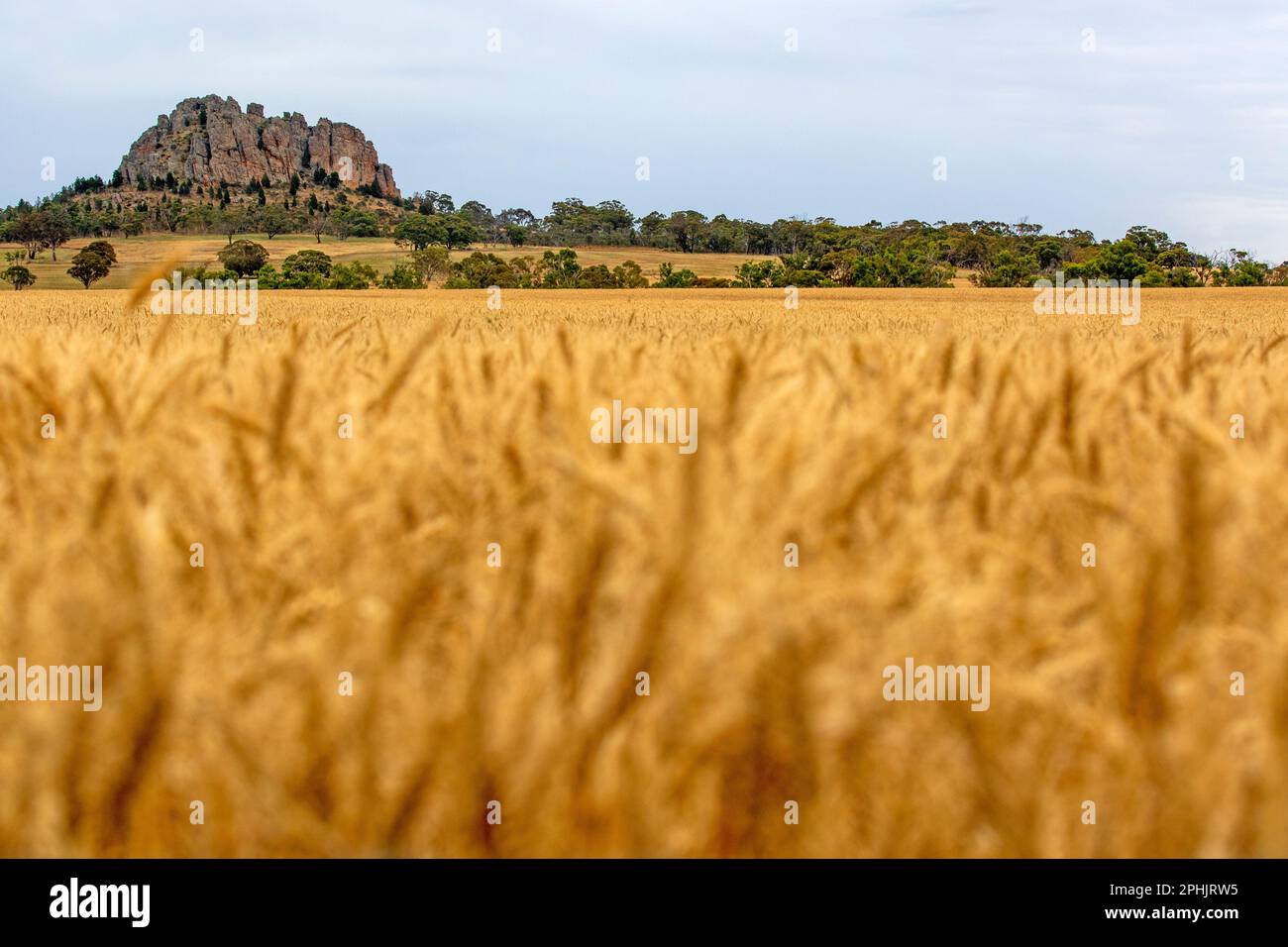 Mitre Rock, rising above a wheat field beside Mt Arapiles Stock Photo ...