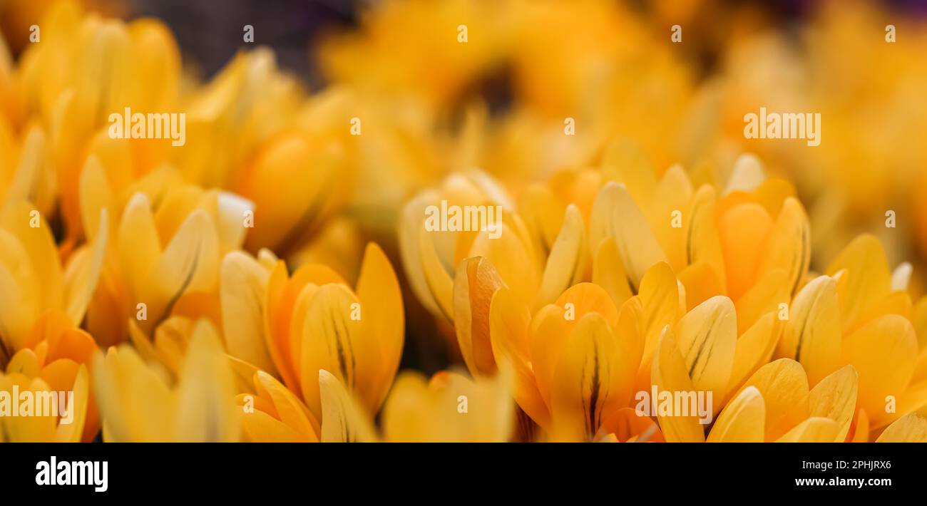 Yellow crocus flowers. Macro floral background for holiday brand design ...