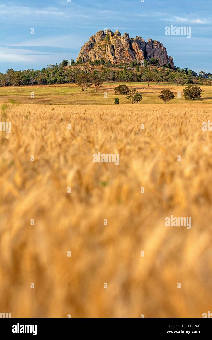 Mitre Rock, rising above a wheat field beside Mt Arapiles Stock Photo ...