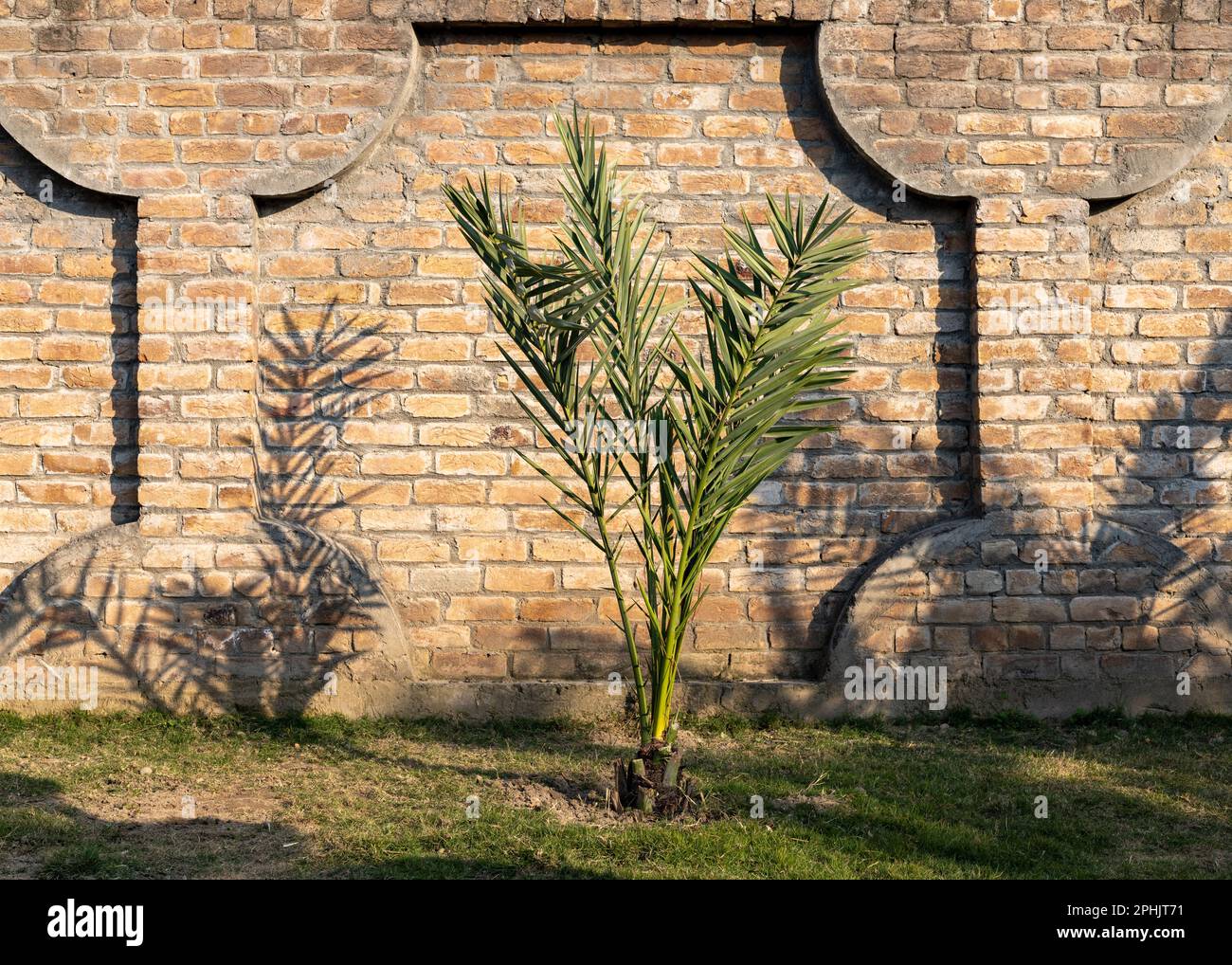 Date palm orchard tree fruit hi-res stock photography and images - Alamy