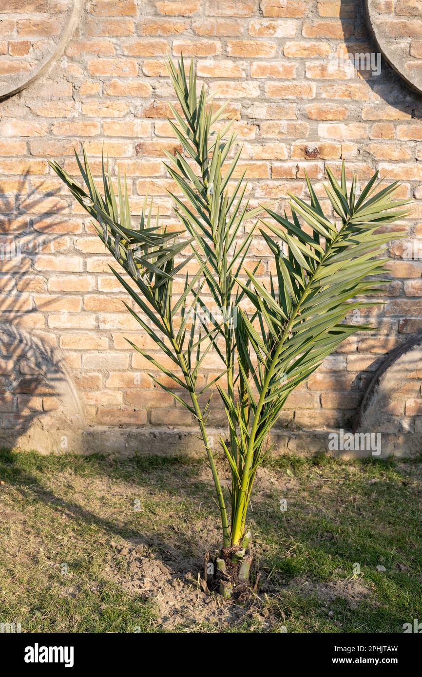 Date palm agriculture hi-res stock photography and images - Alamy