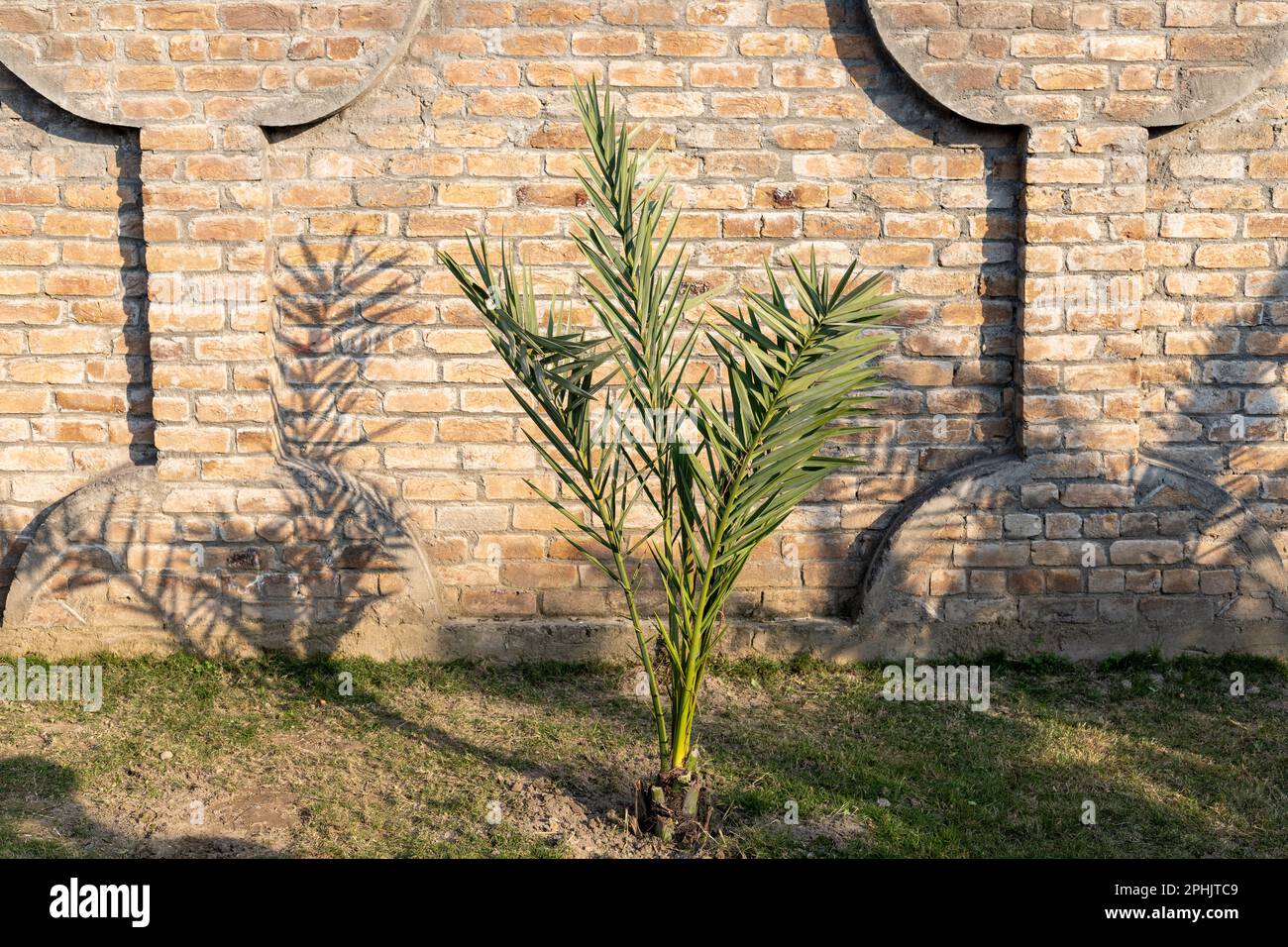 Date palm tree in the garden Stock Photo - Alamy