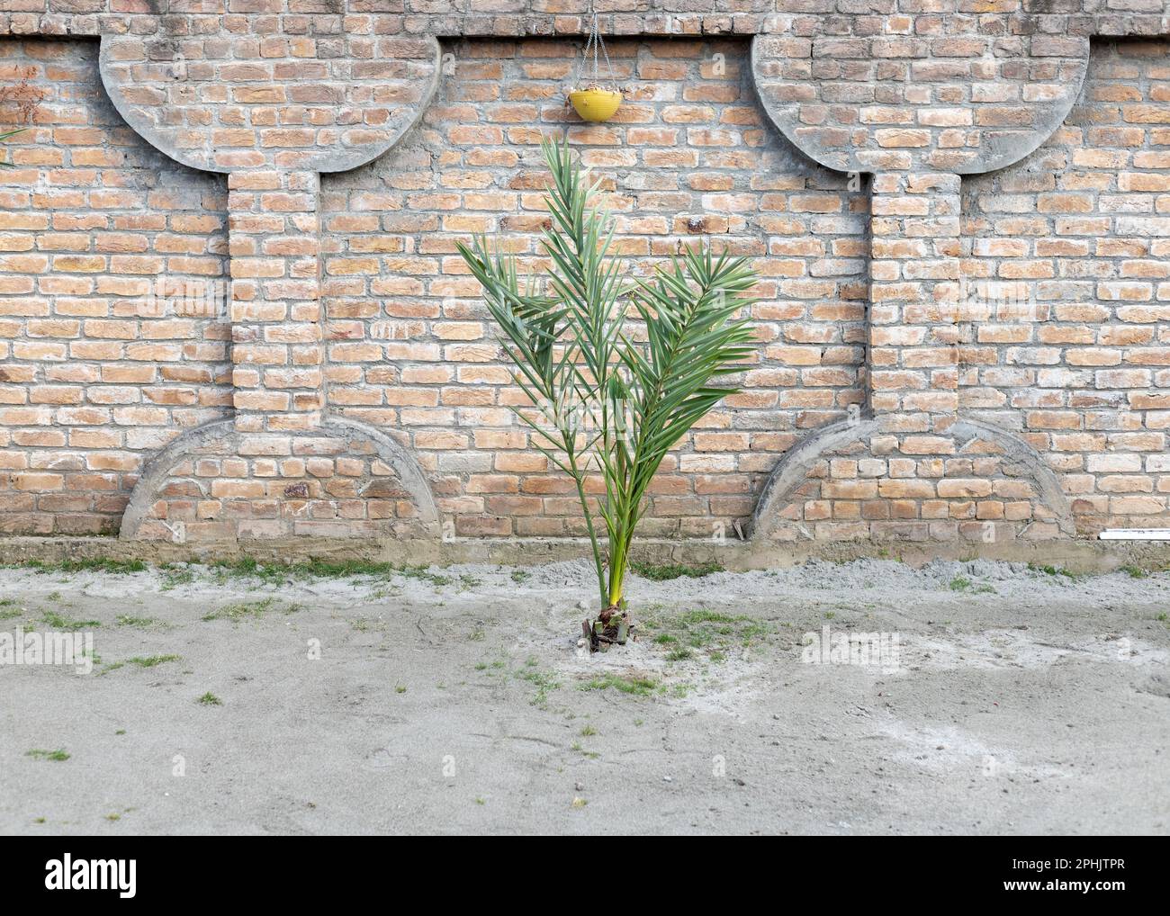 A small date palm tree in a sandy ground Stock Photo - Alamy