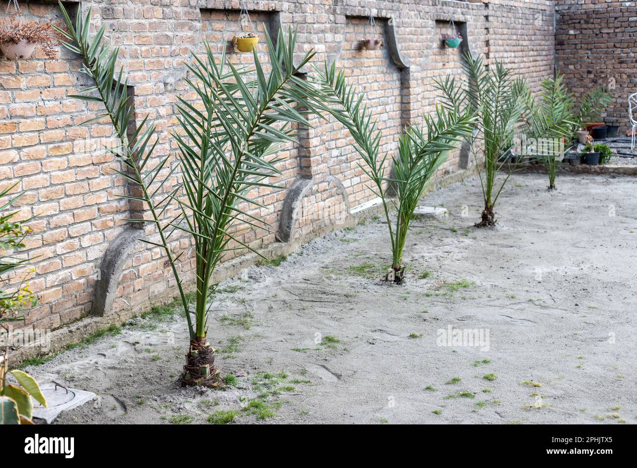 Date trees in the garden Stock Photo - Alamy