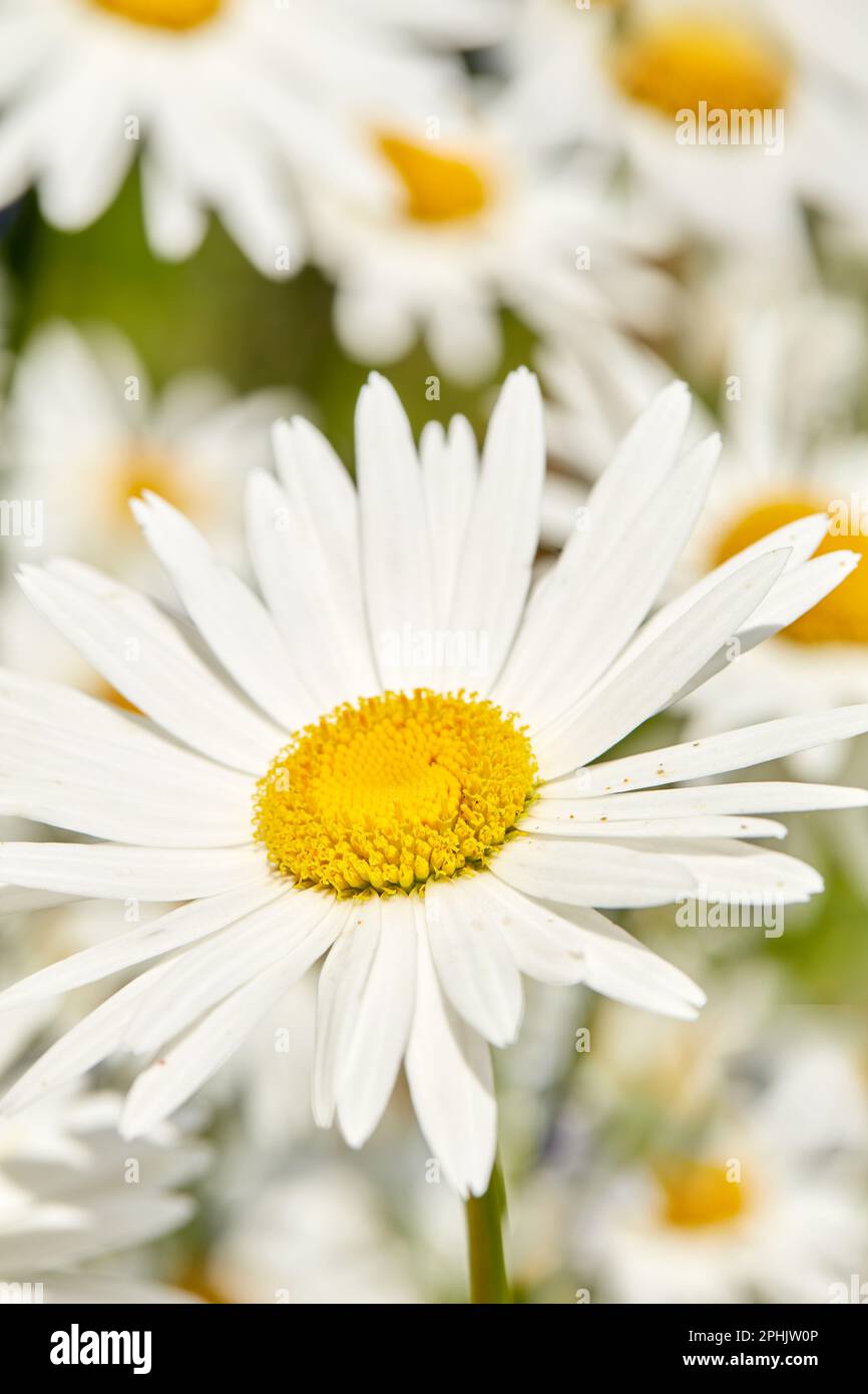 Daisy - Marguerite. Garden photos - the beautiful Daisy - Marguerite ...