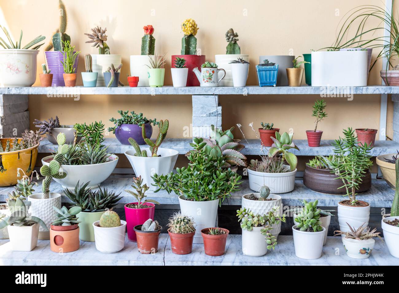 Collection of various cactus and succulents plant in different pots on a marble shelf against a ...