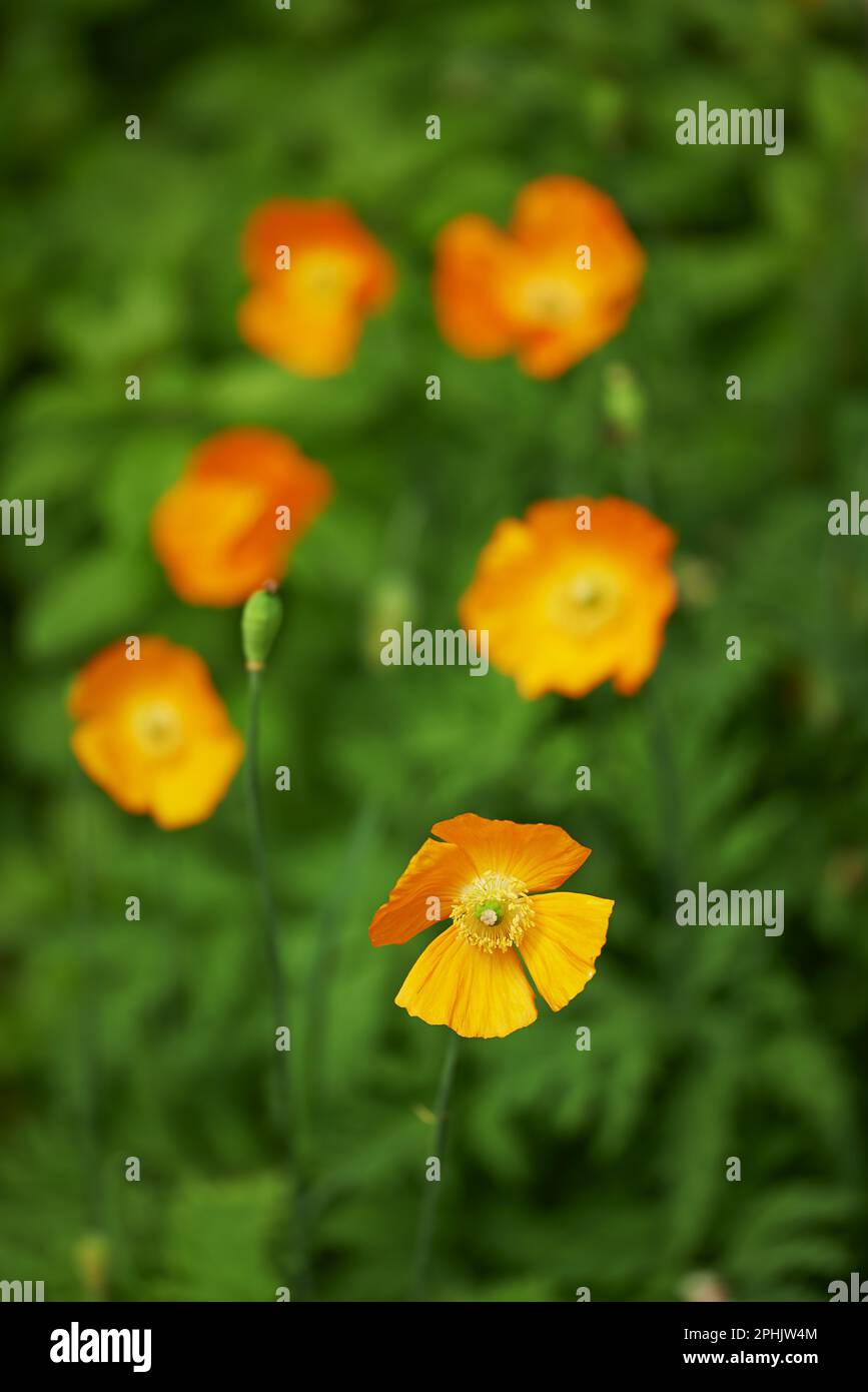 Papaver nudicaule - Iceland Poppy. Iceland Poppy. Papaver croceum ...