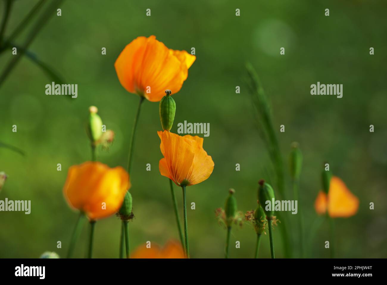 Papaver nudicaule - Iceland Poppy. Iceland Poppy. Papaver croceum ...