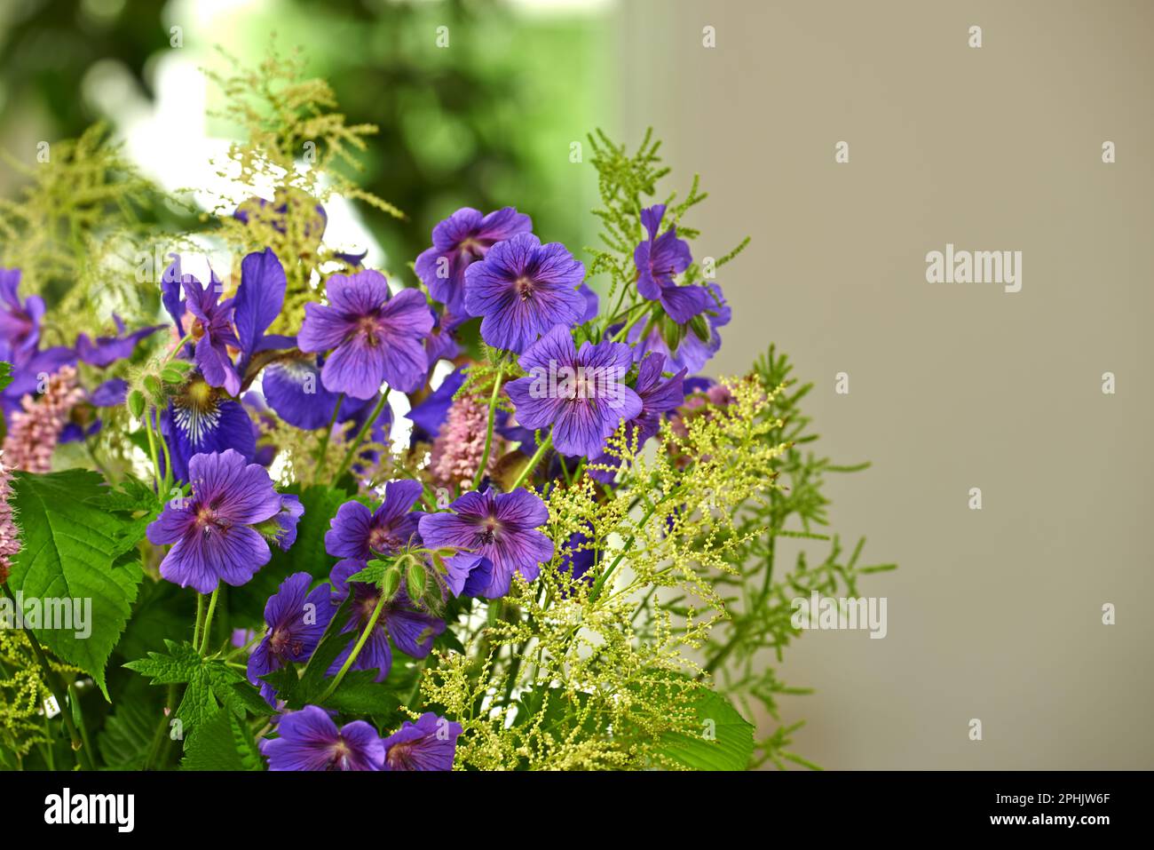 Meadow Geranium - also Geranium pratense - Johnsons Blue. Meadow ...