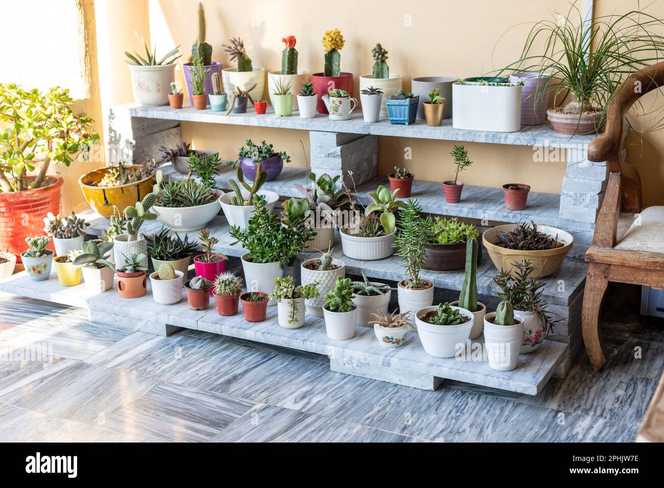 Various houseplants potted in a decorative ceramic pots. Cacti and succulent garden arrangement ...