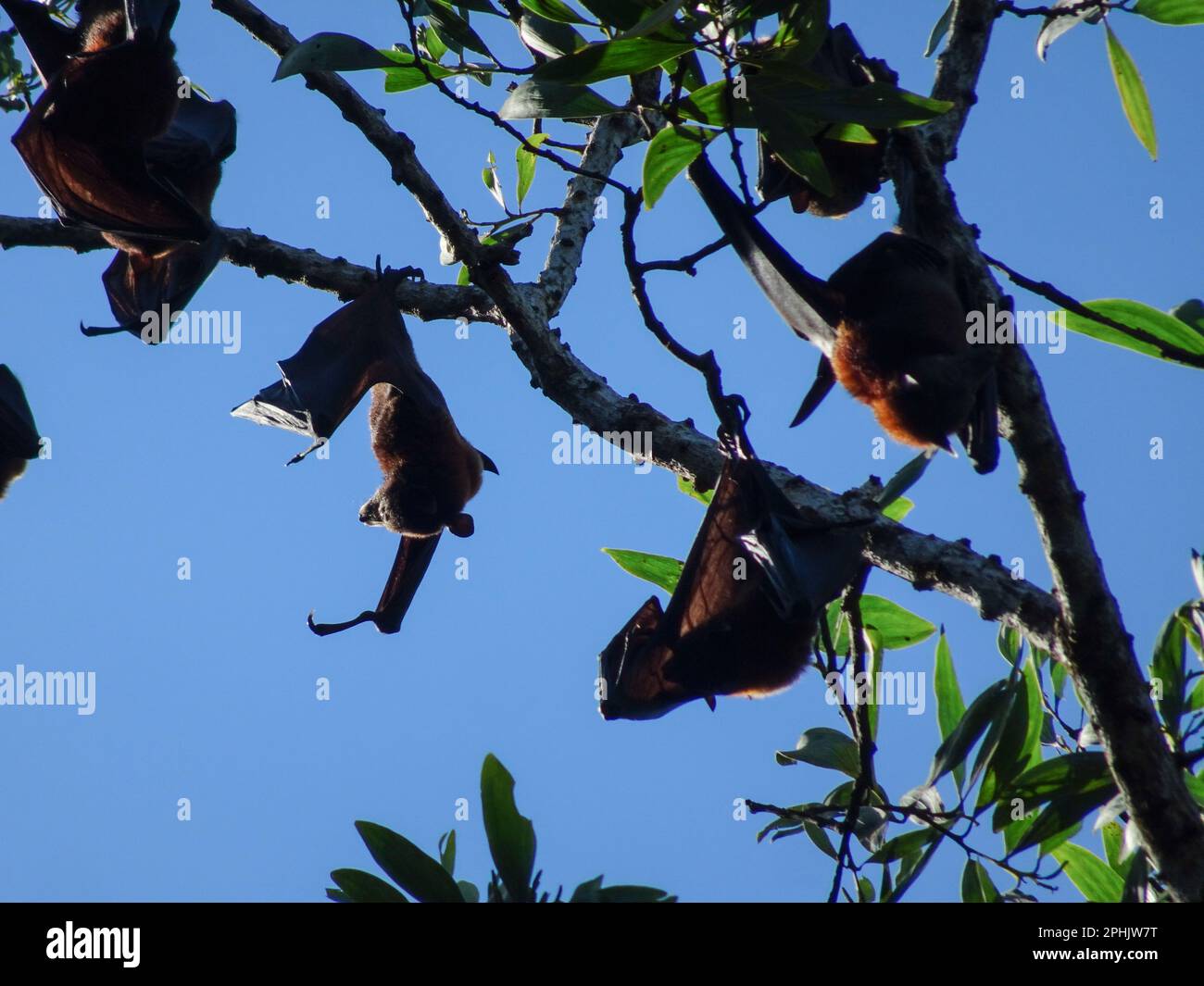 Fruit bats hang upside down from tree branches. Flying foxes (Pteropus ...