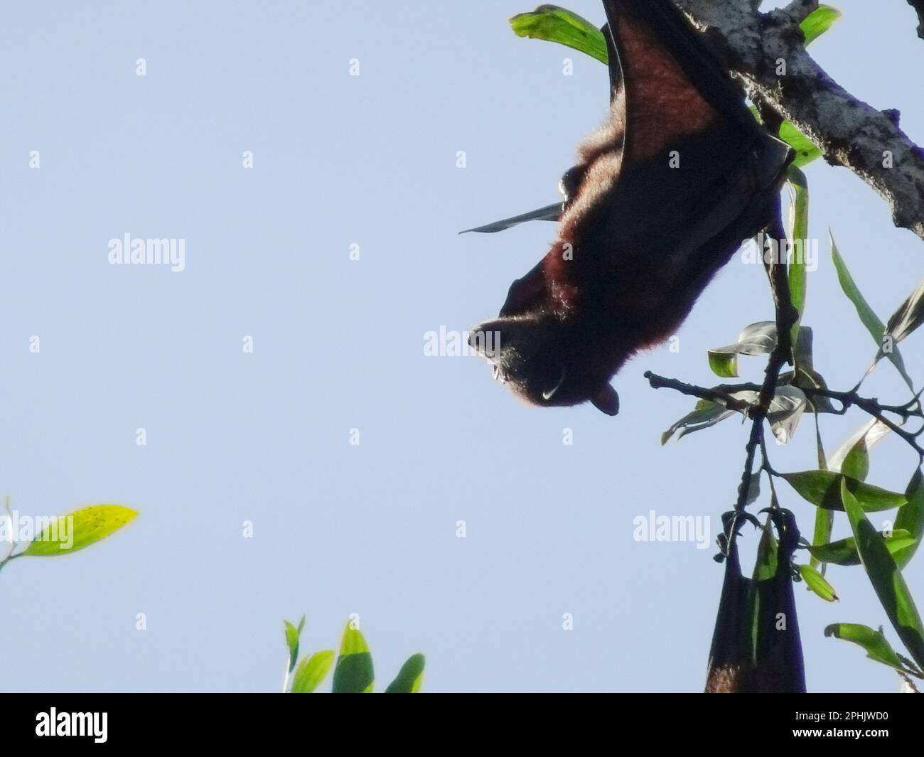Fruit bats hang upside down from tree branches. Flying foxes (Pteropus ...