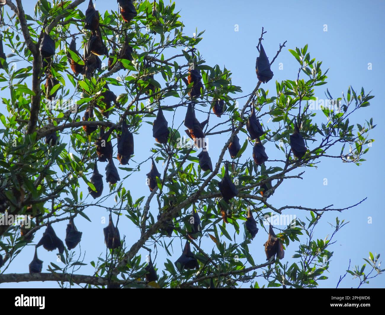 Fruit bats hang upside down from tree branches. Flying foxes (Pteropus ...