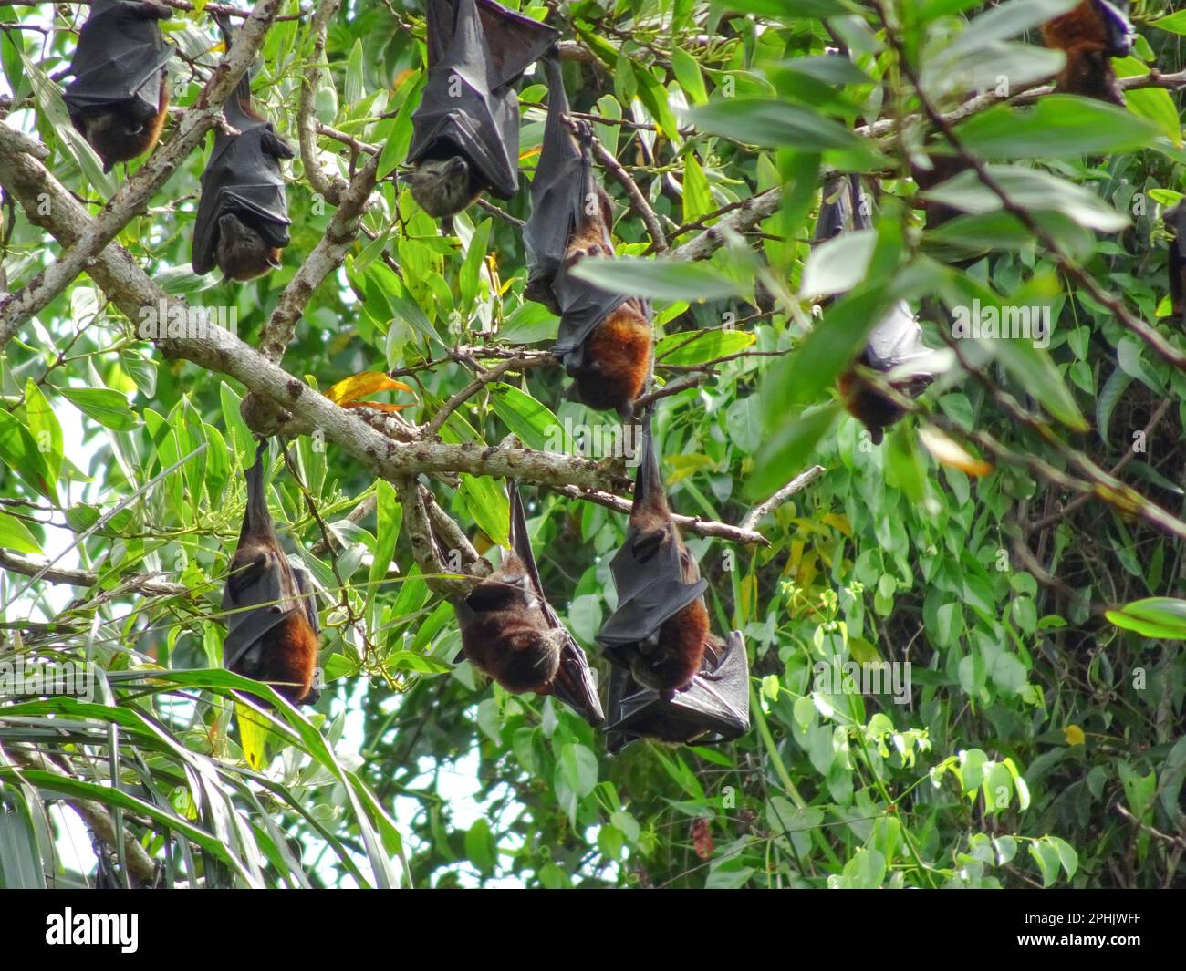 Fruit bats hang upside down from tree branches. Flying foxes (Pteropus ...