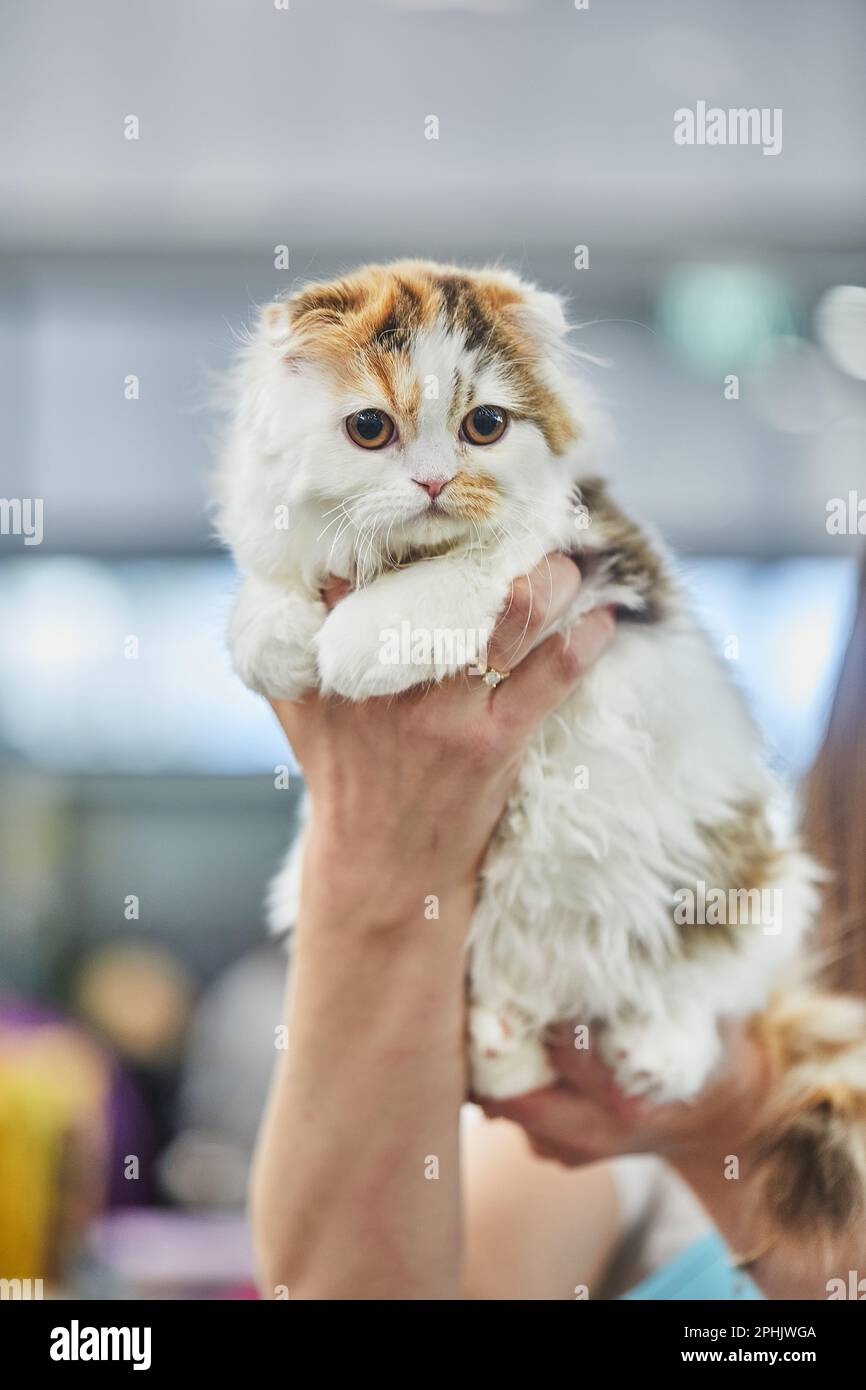 Scottish fold tricolor. Scottish fold can be great friend for children ...