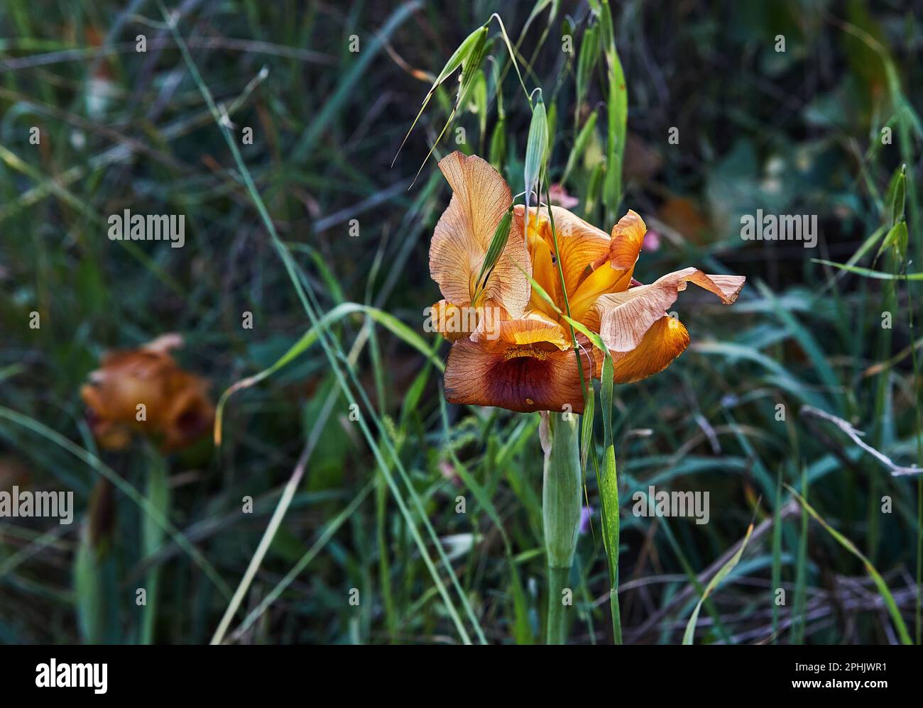 Yellow Wild Iris Argaman or Iris atropurpurea or coastal iris blooming ...
