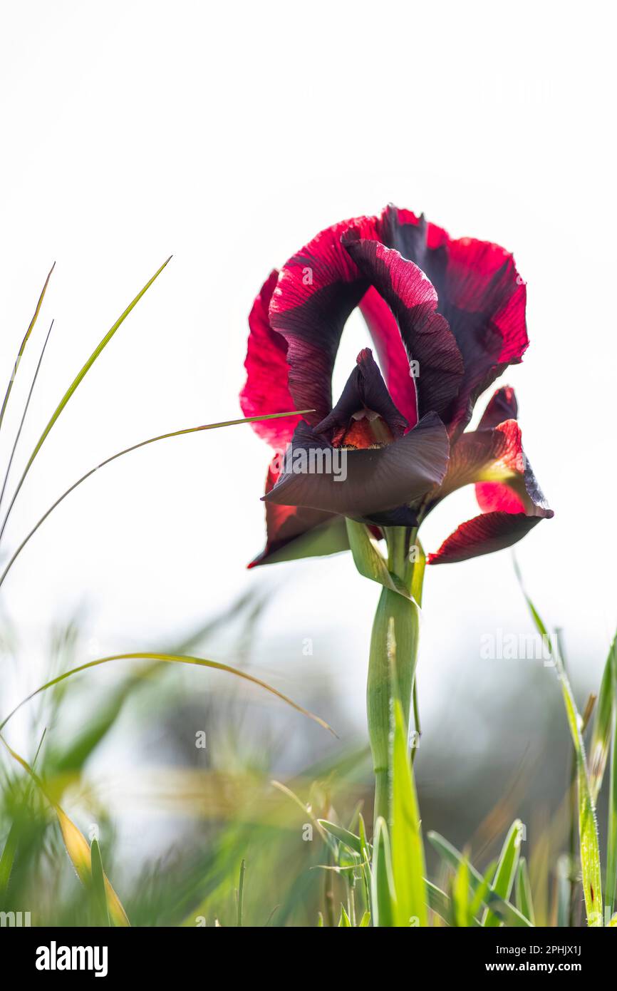 Flowers of blooming iris argaman close up on a light background. Israel ...