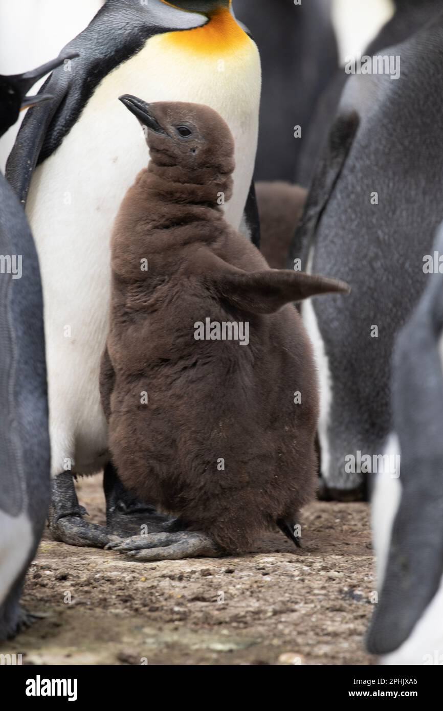 King Penquin juvenile, or chick, Aptenodytes Patagonicus, at Volunteer ...