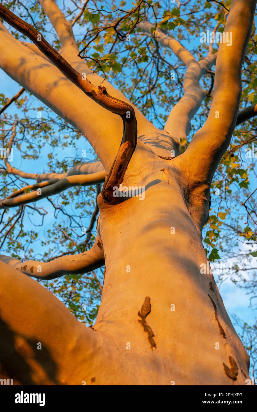 powerful sycamore tree by sunny springtime evening Stock Photo - Alamy