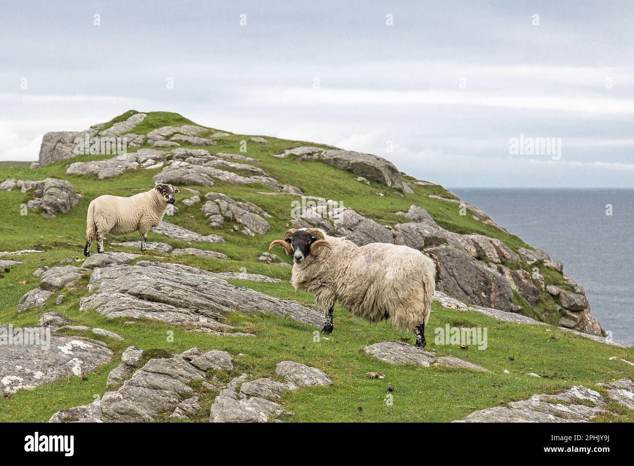 Ram with winded Horns and Ram Lamb standing on Rocky Headland, Lewis, Isle of Lewis, Hebrides ...
