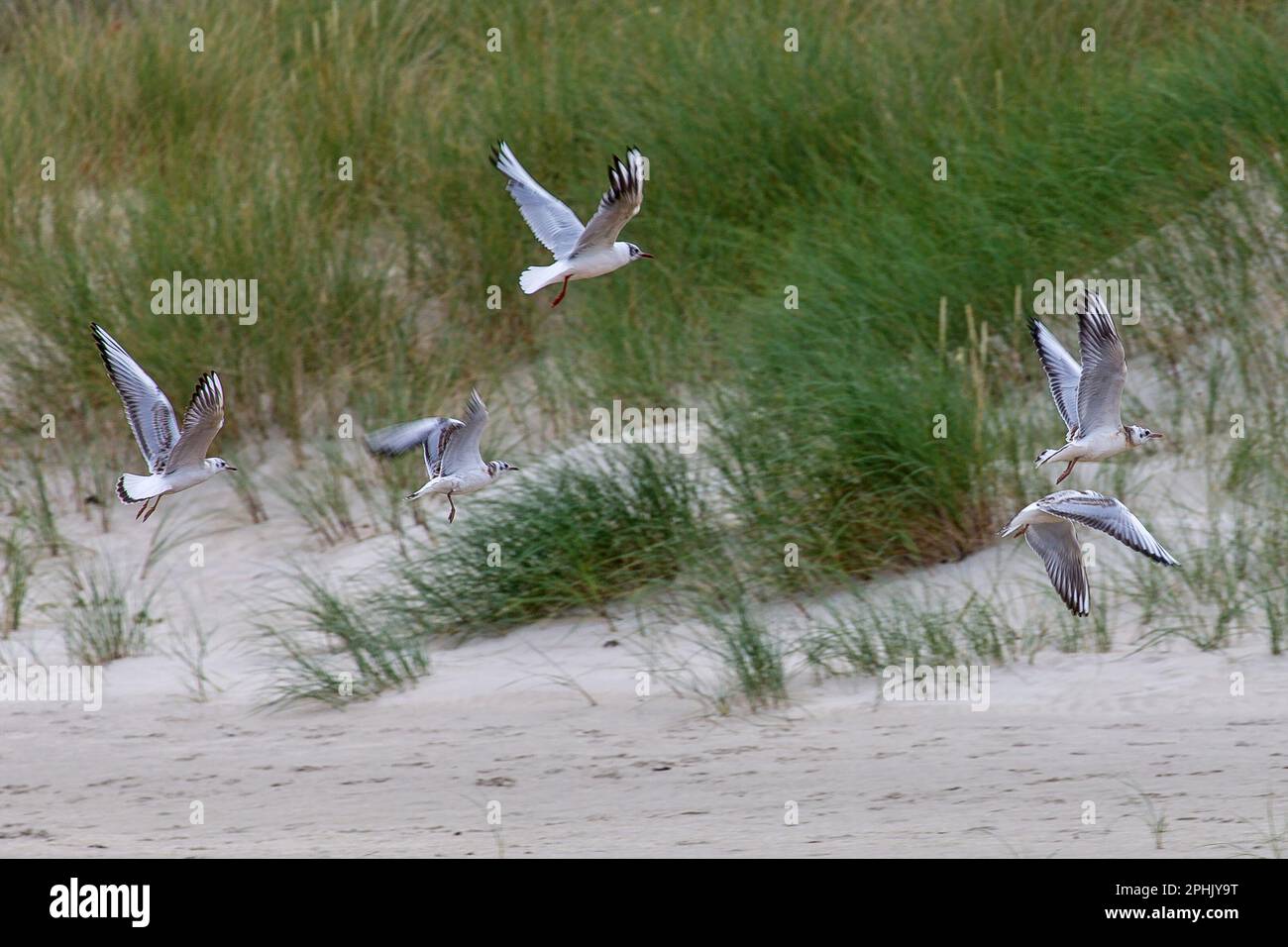 Lewis, Isle of Lewis, Hebrides, Outer Hebrides, Western Isles, Scotland ...