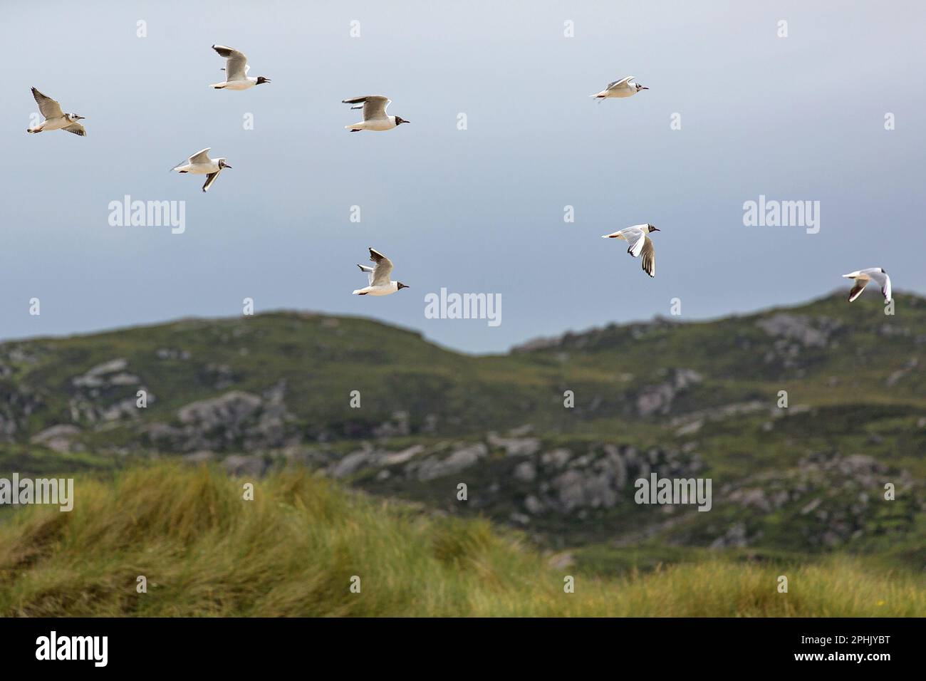 Seagulls flying over Dunes and Rocky Highland, Lewis, Isle of Lewis ...