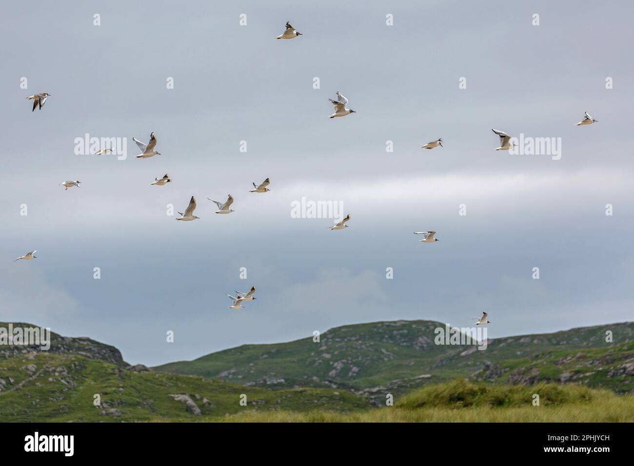 Flock of Seagulls flying over Rocky Bogland, Lewis, Isle of Lewis ...