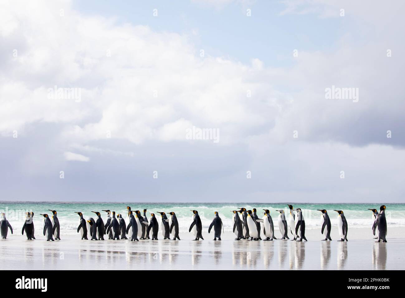King Penquins, Aptenodytes Patagonicus, at Volunteer Point in The ...