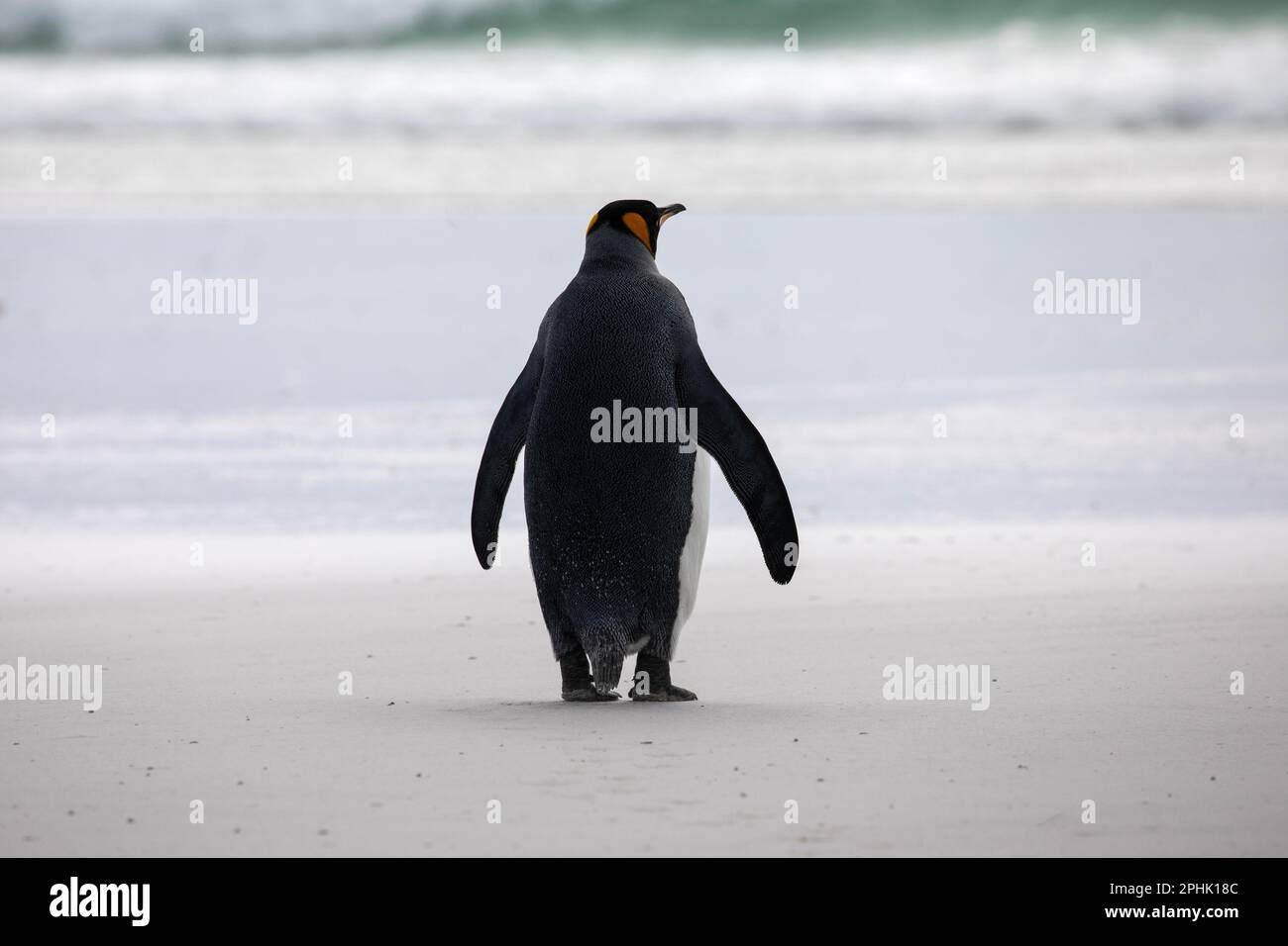 King Penquins, Aptenodytes Patagonicus, at Volunteer Point in The ...