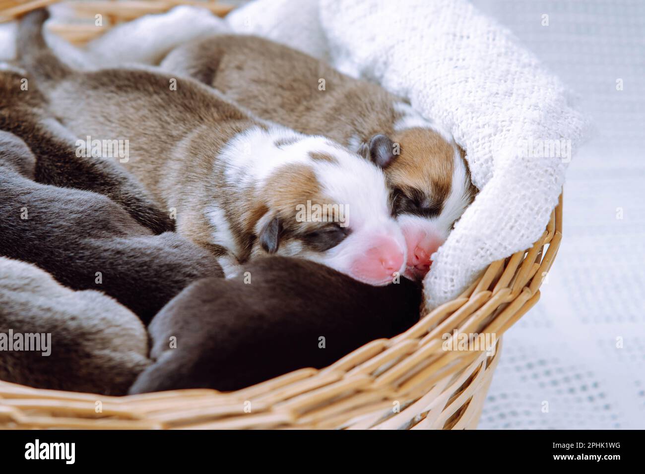 Puppies top view hi-res stock photography and images - Alamy