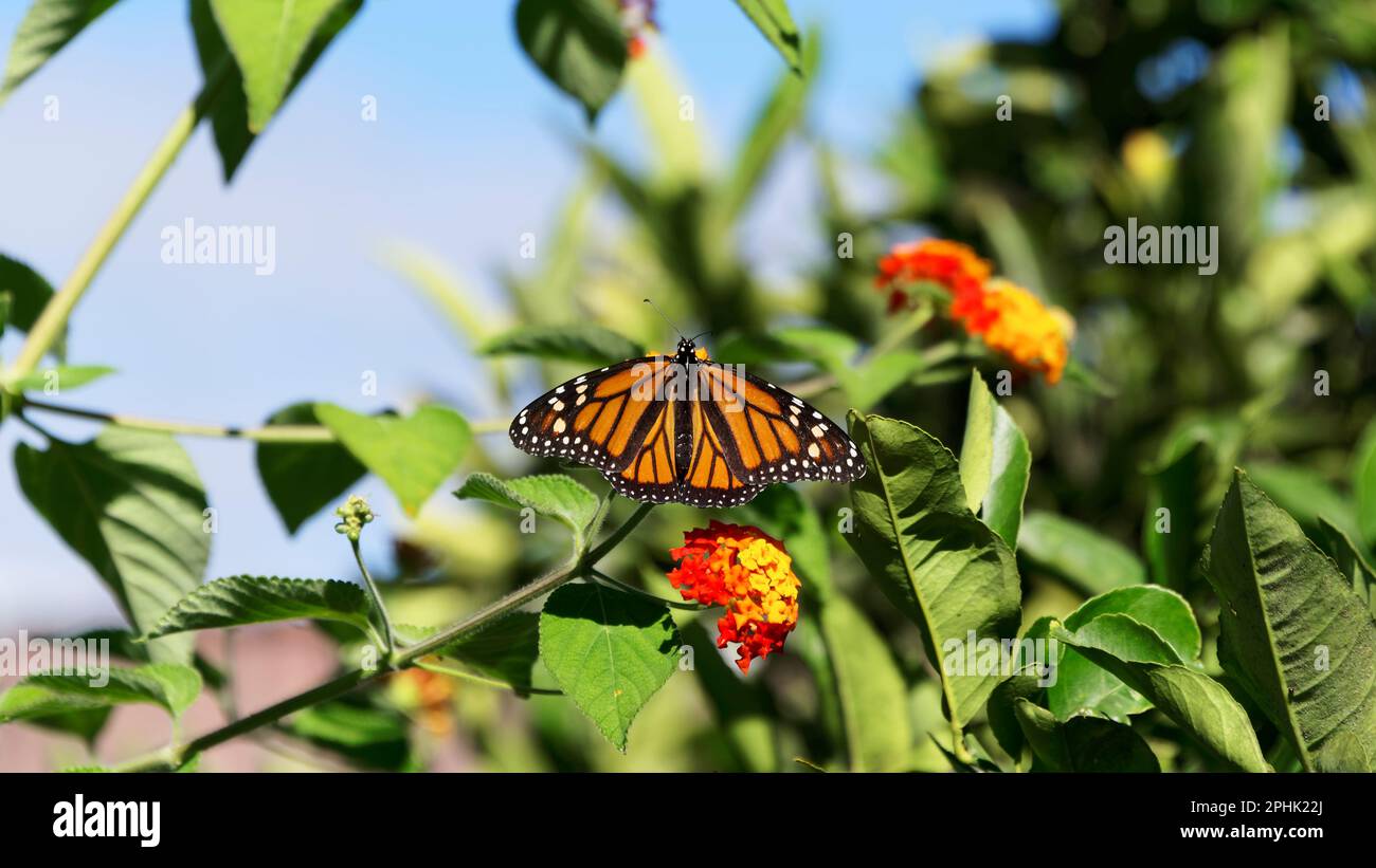Black veins contrast with the bright orange of a monarch butterfly's ...