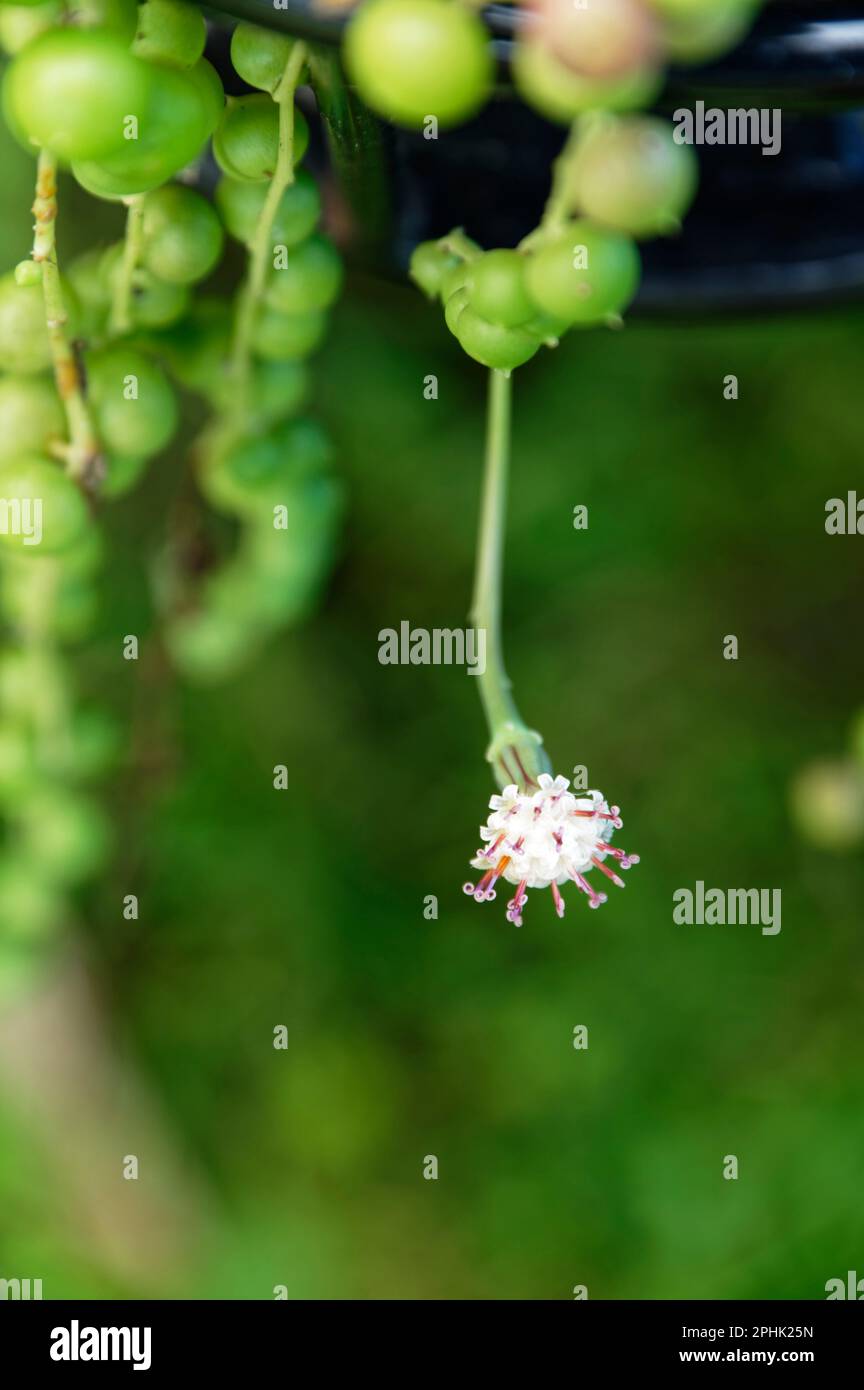 A string of pearls house plant has flowered Stock Photo - Alamy