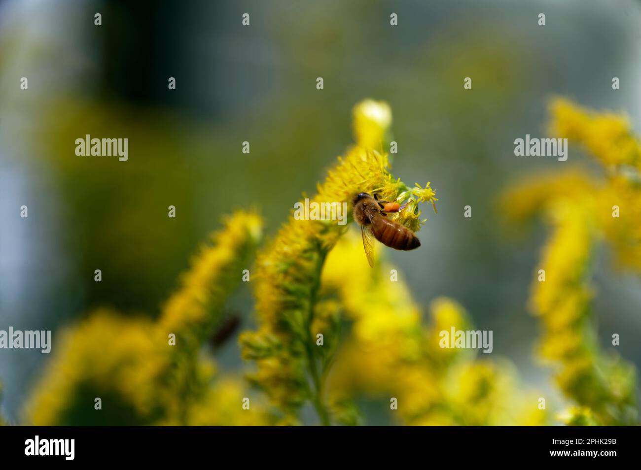 This is a very busy bee, her pollen baskets on her legs are very full ...