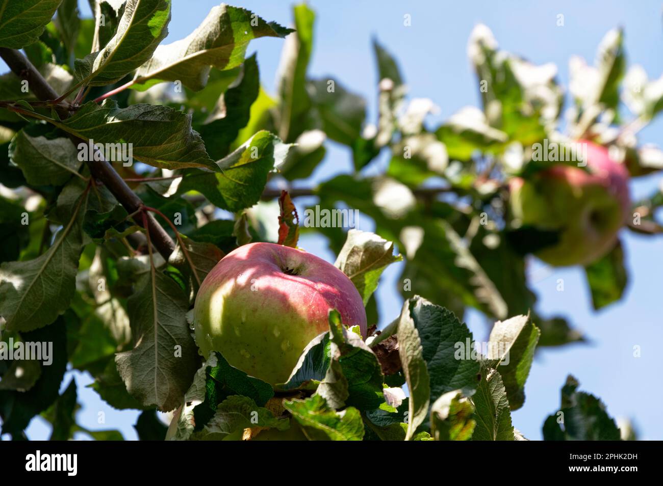 An apple tree is bearing fruit Stock Photo - Alamy