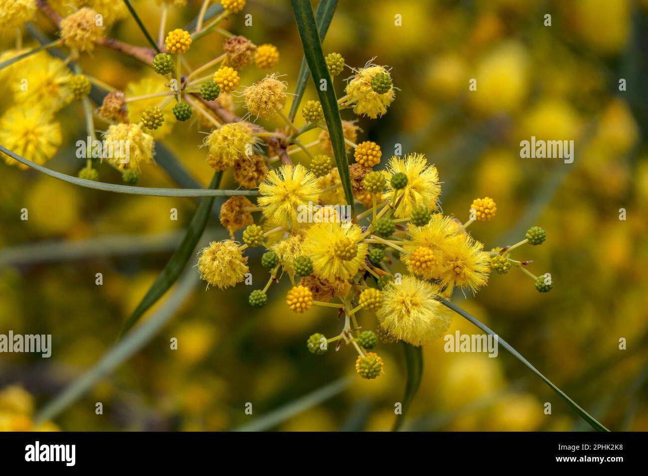 Yellow ball flowers hi-res stock photography and images - Alamy
