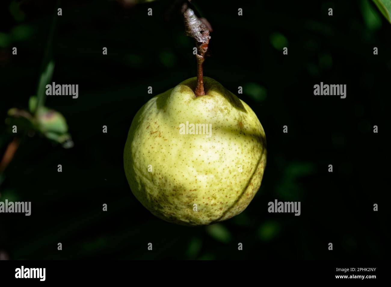 Pear tree top view hi-res stock photography and images - Alamy