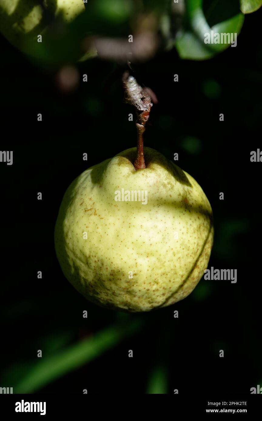 Pear tree top view hi-res stock photography and images - Alamy
