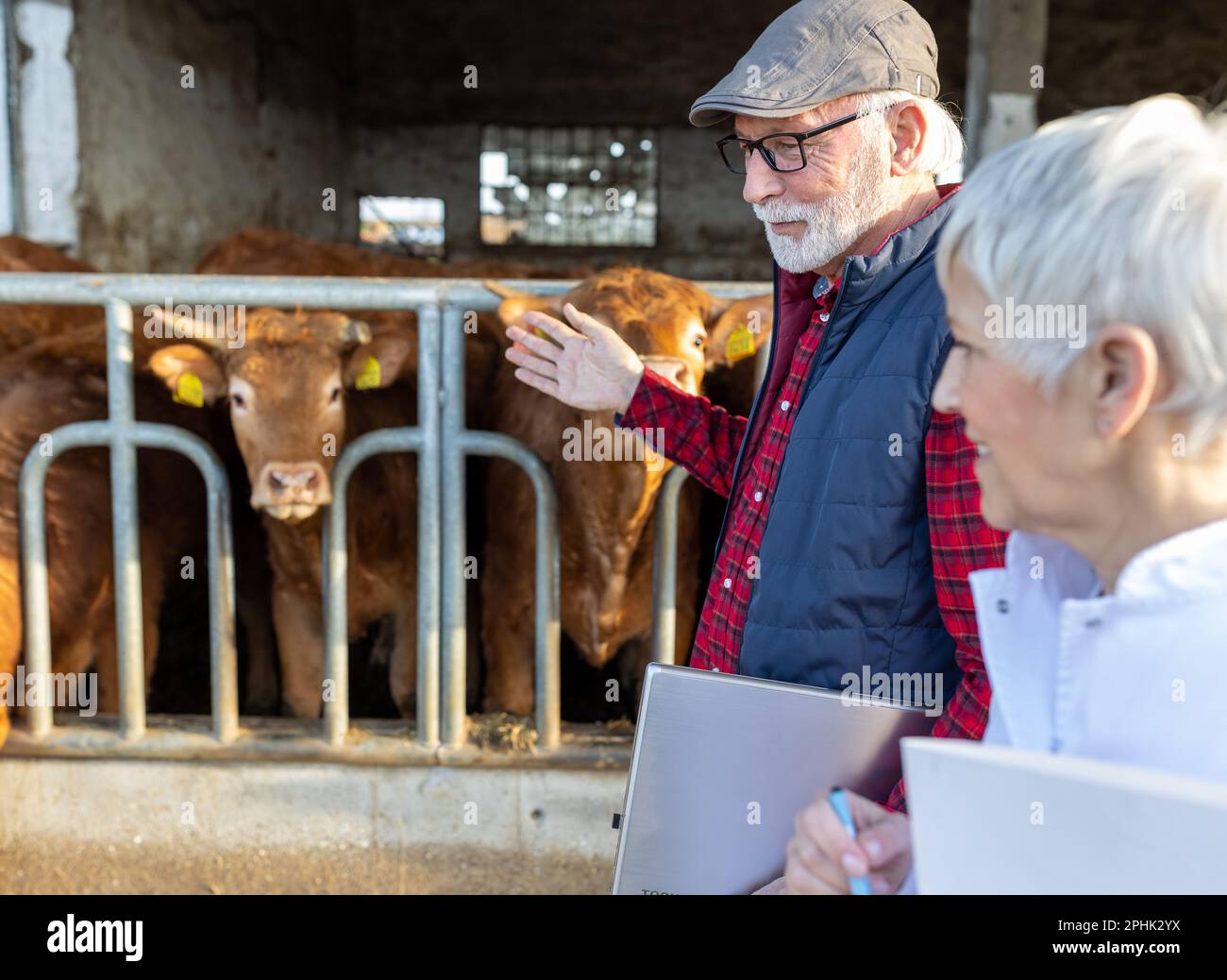 Senior farmer and veterinarian woman talking in front of young cows in ...