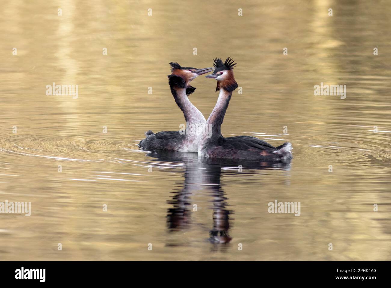 A pair of great crested grebes on the water performing a courting ...