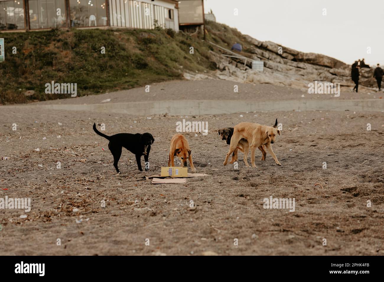 Stray hungry dog looking for food on the beach. Animal rights concept ...