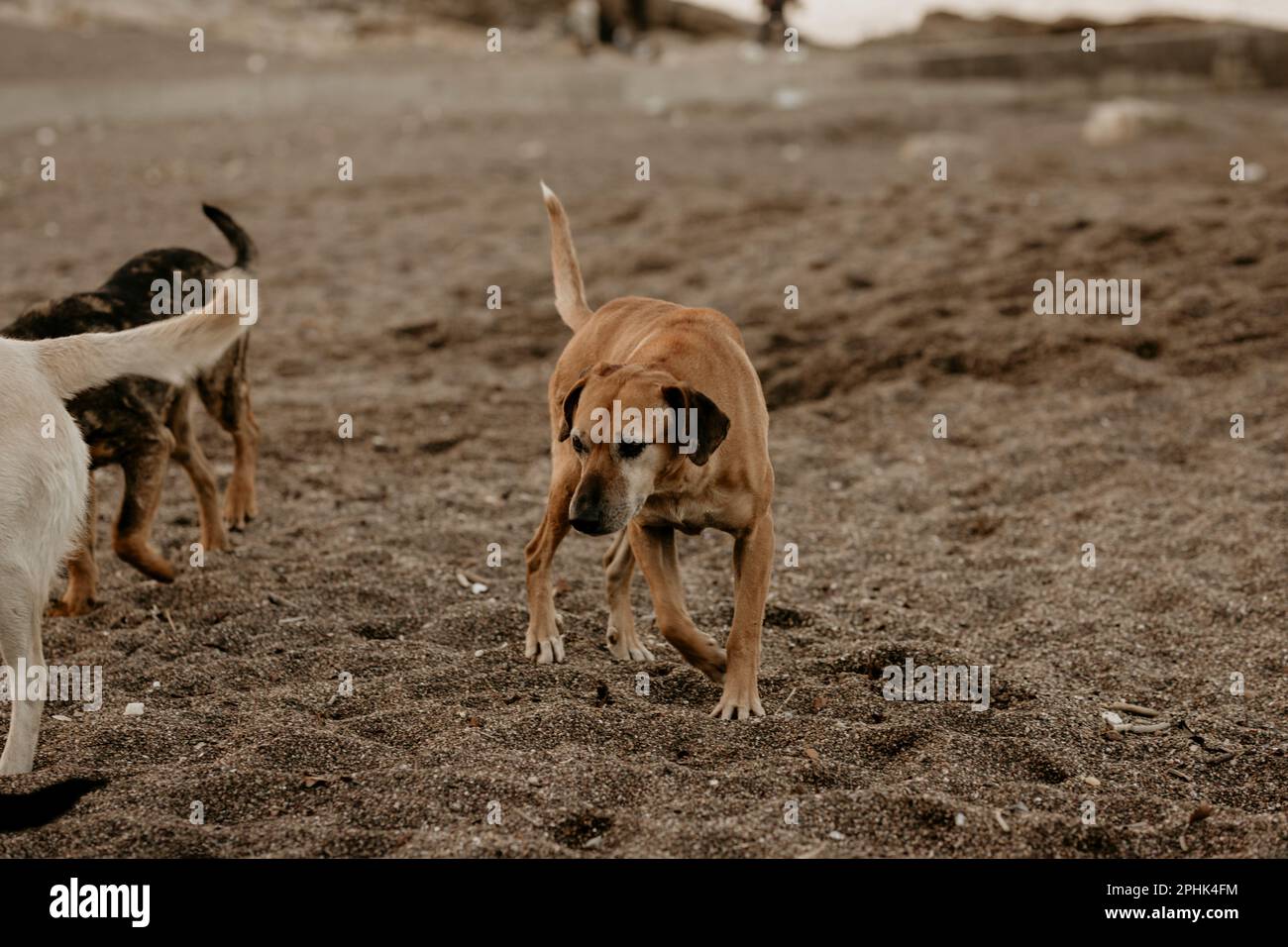 Stray hungry dog looking for food on the beach. Animal rights concept ...