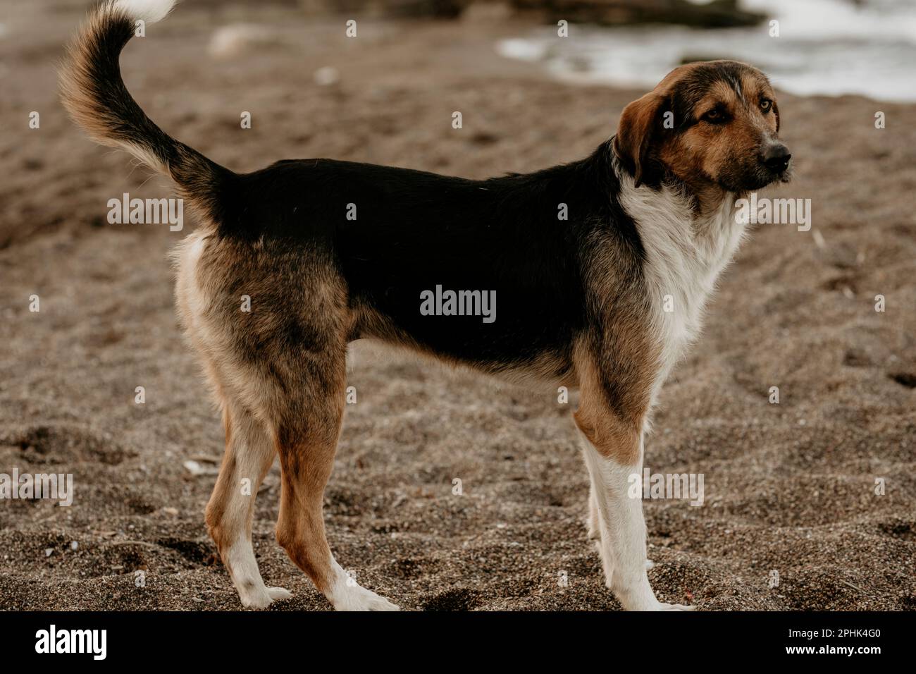 Stray hungry dog looking for food on the beach. Animal rights concept ...