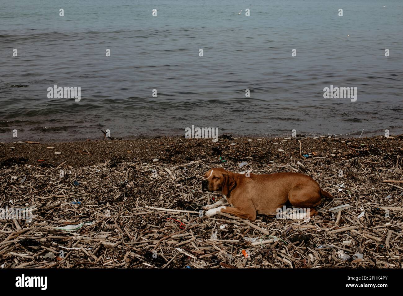 Environmental pollution negatively affects animal life. Stray dog lying ...
