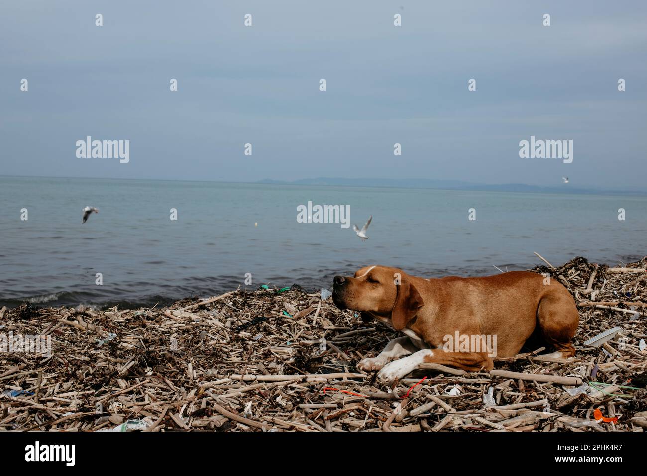 Environmental pollution negatively affects animal life. Stray dog lying ...