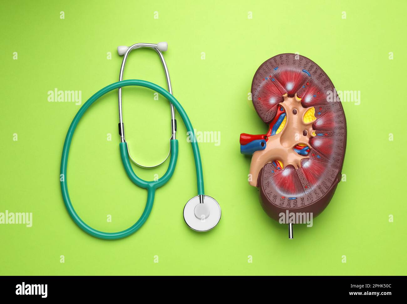 Kidney model and stethoscope on green background, flat lay Stock Photo ...