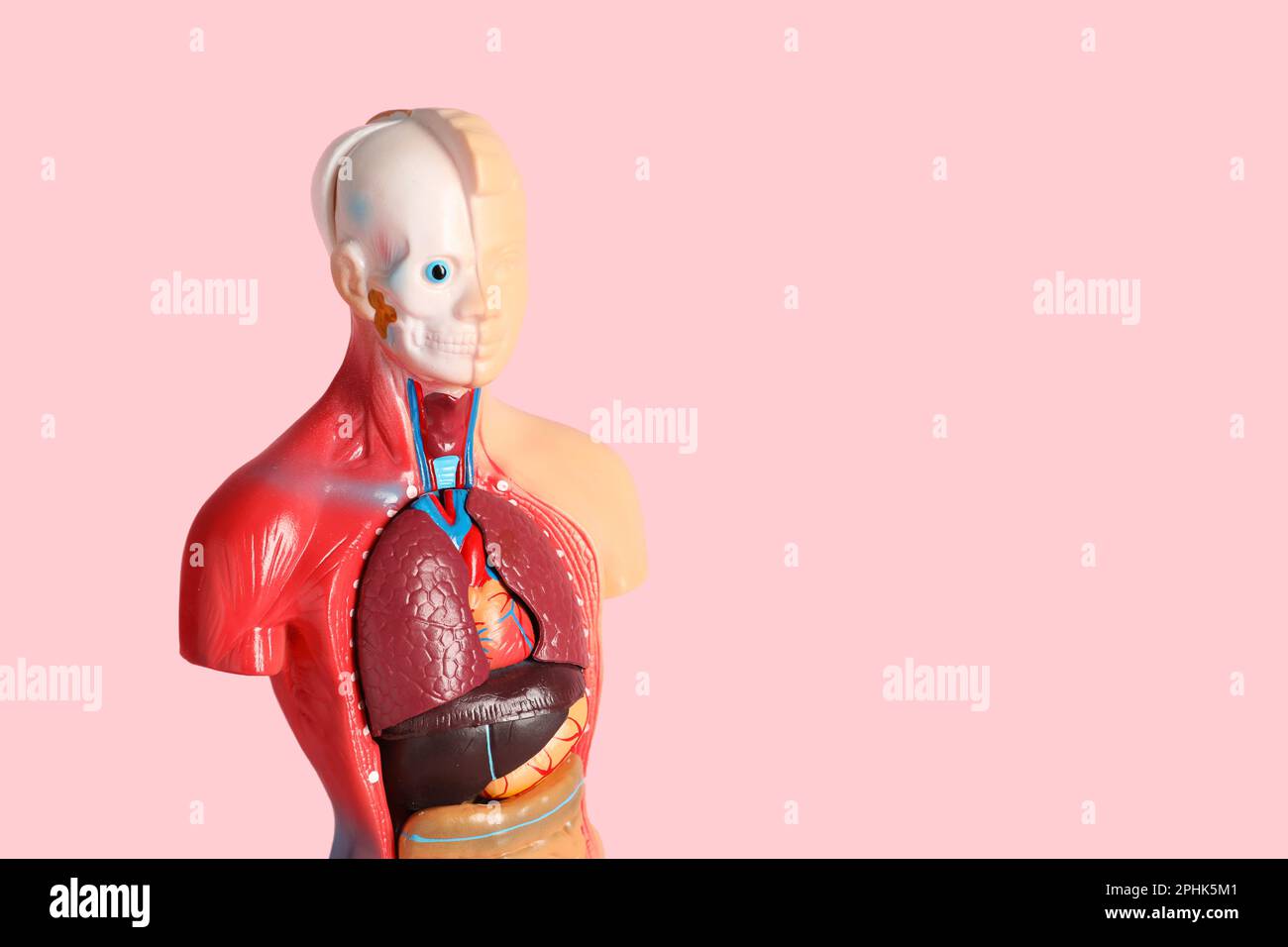 Human anatomy mannequin showing internal organs on pink background ...