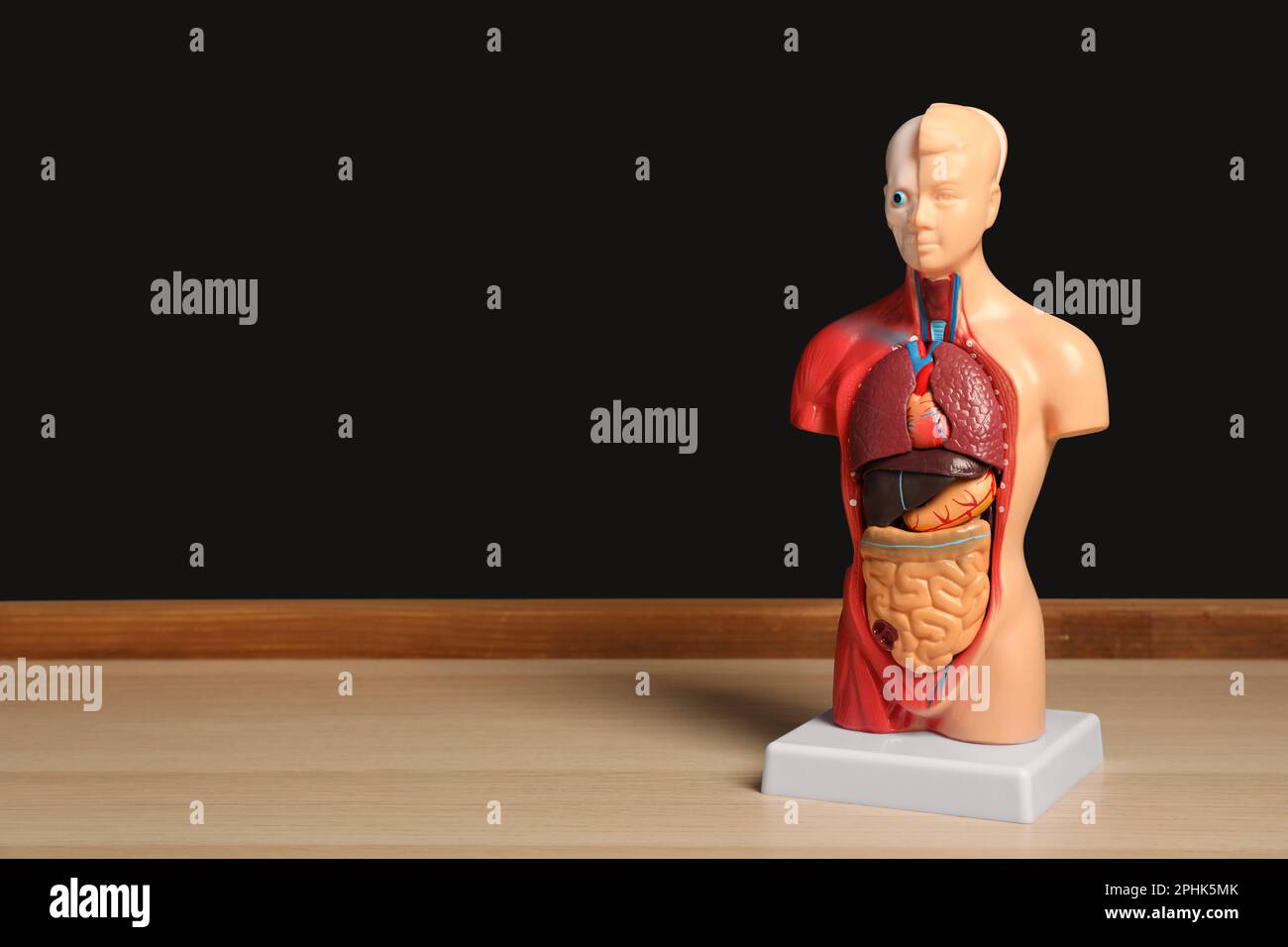 Human anatomy mannequin showing internal organs near chalkboard. Space ...